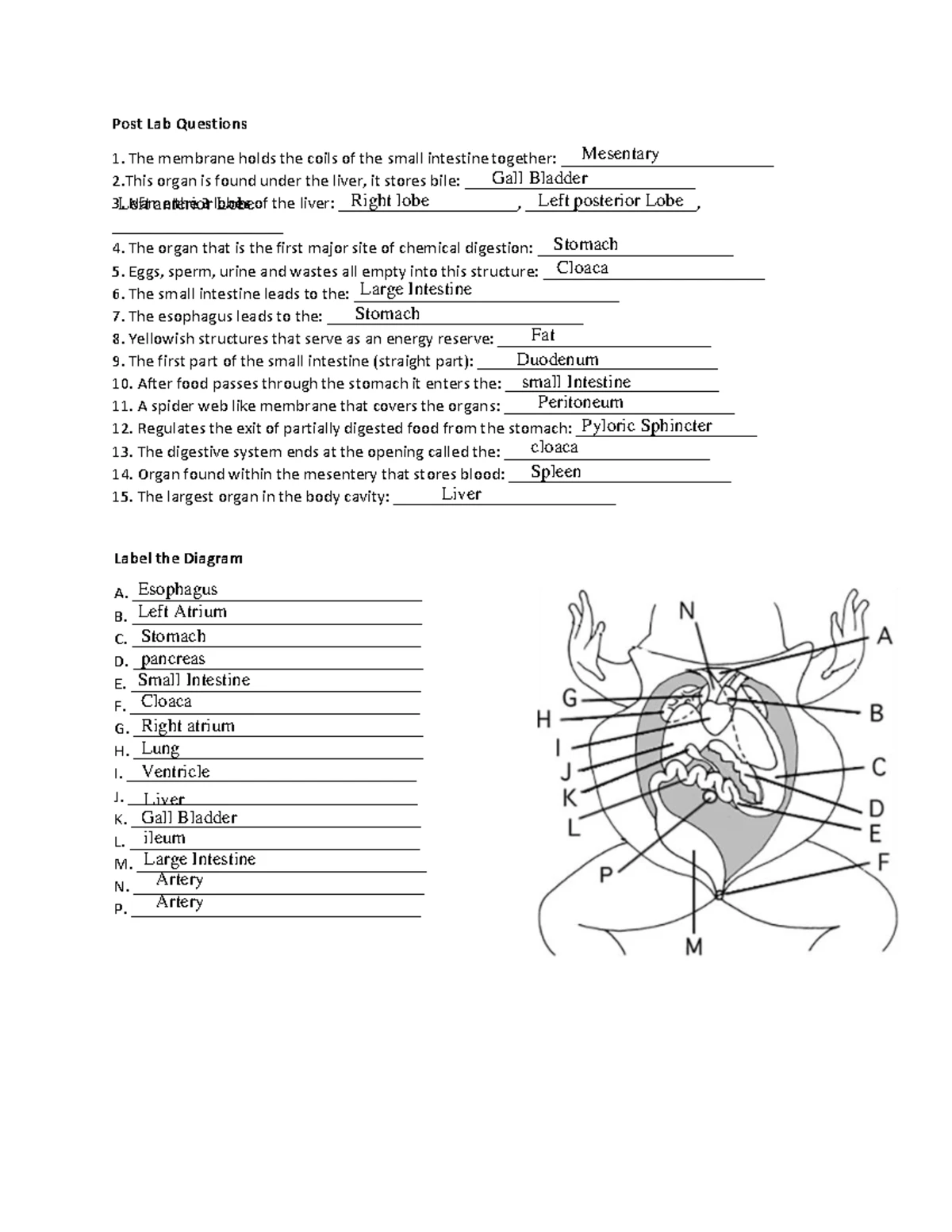 Pig dissection labeling worksheet- Ojo - 1 ...