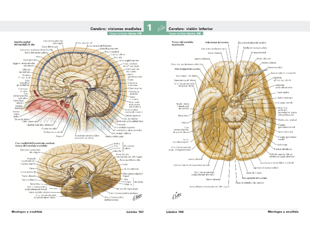 Atlas de Anatomía Humana Netter 6a Edición encefalo - — 1 Véase ta m b ié n lámina 148 Cerebro ...