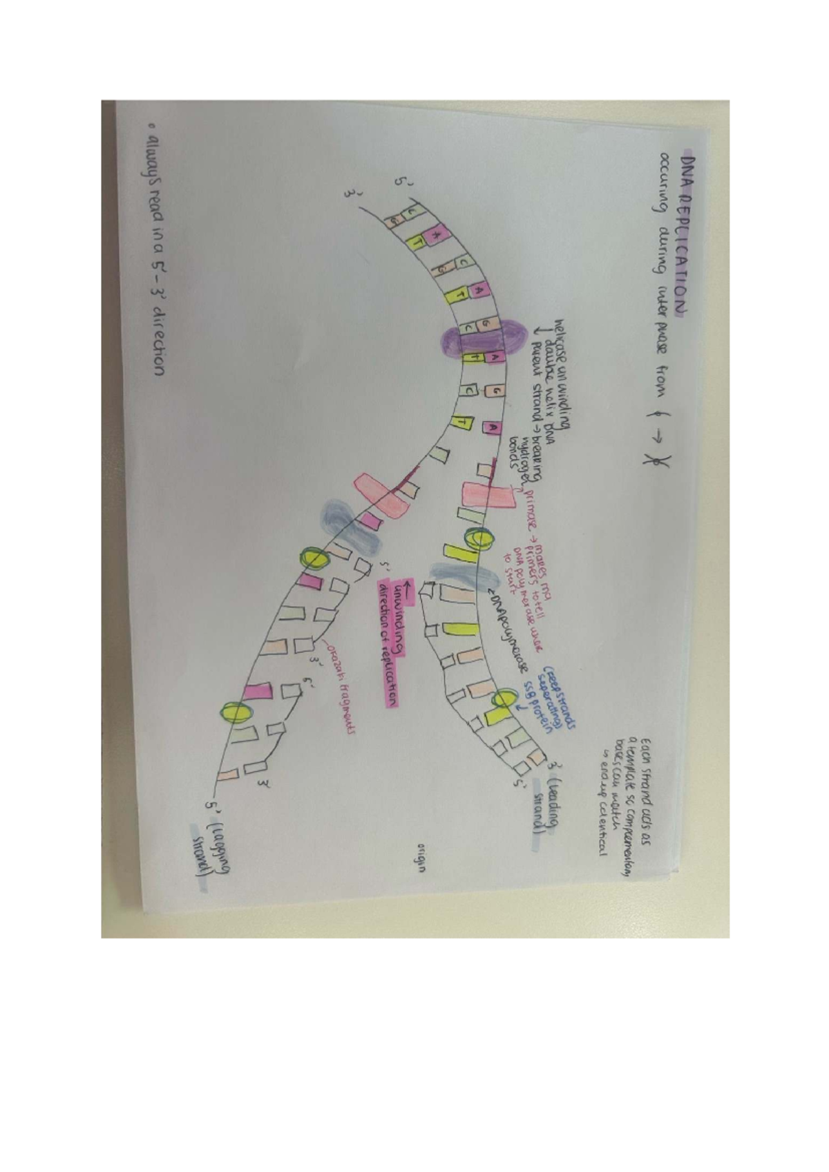 DNA Replication and Mitosis Overview - SPC 10 B Posters - Studocu