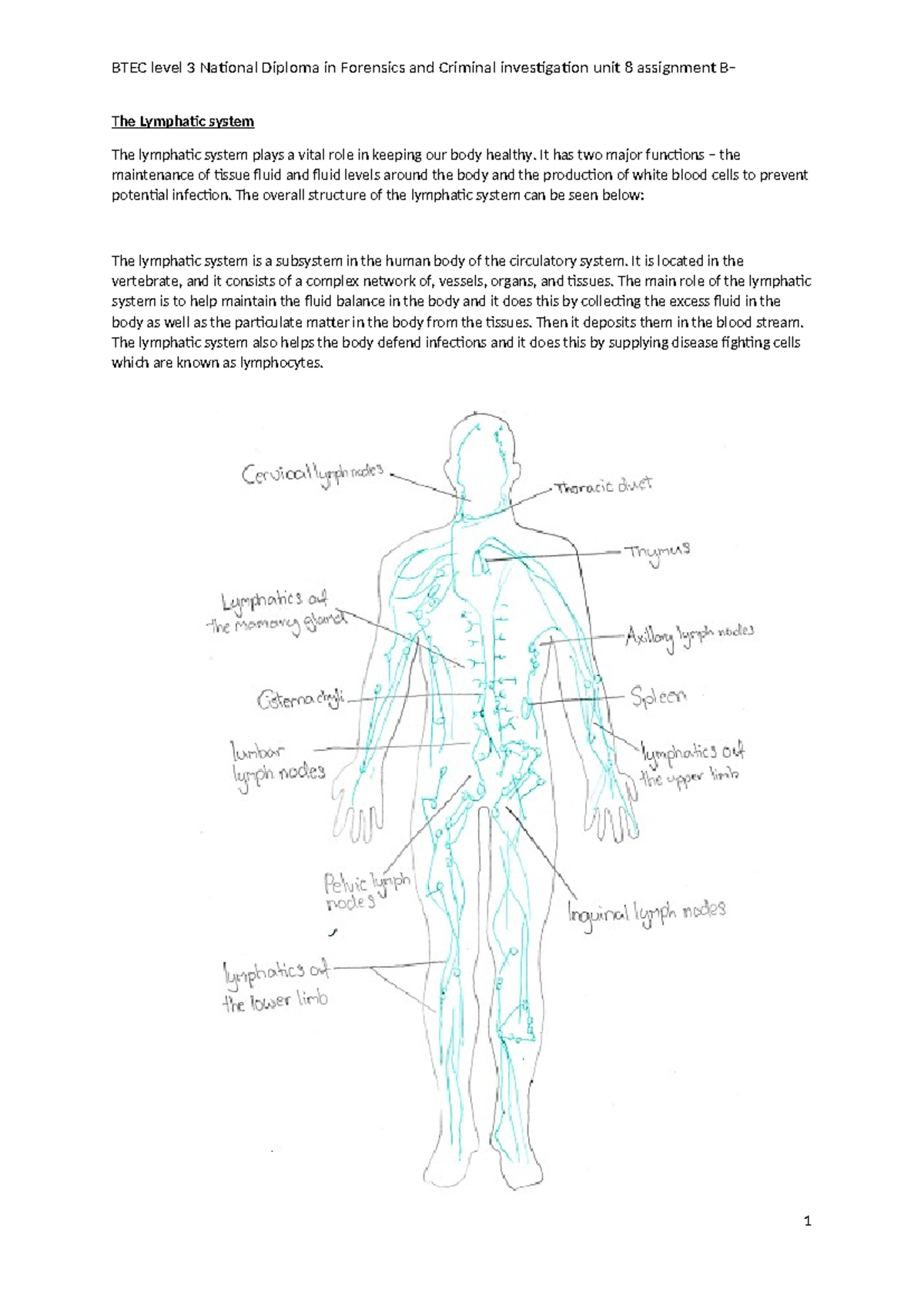 ASha - Comprehensive Overview of the Lymphatic System (Unit 8B) - Studocu