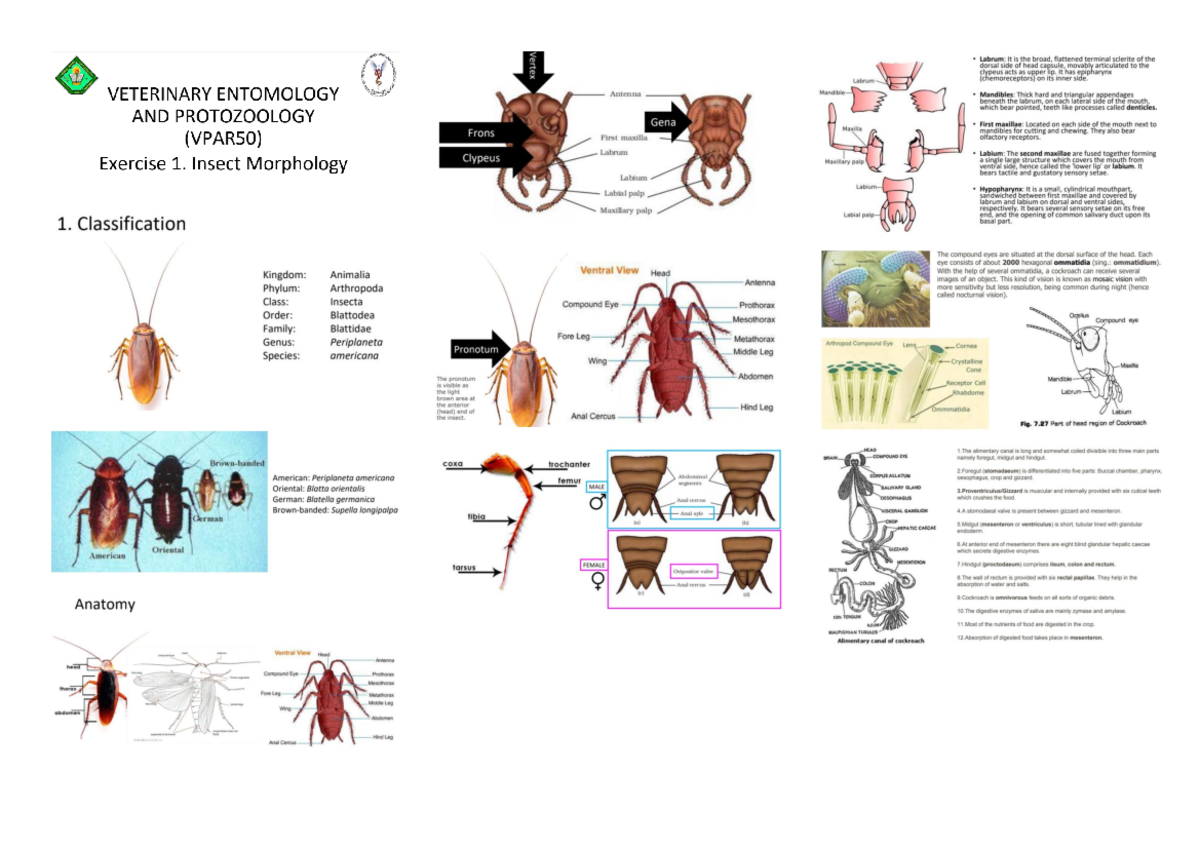 VPAR 1ST LAB EXAM - Notes about entomology - Parasitology - Studocu