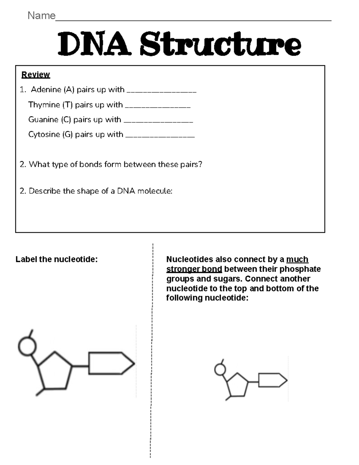 DNA Structure Fill-in Notes for Understanding Base Pairs - Studocu
