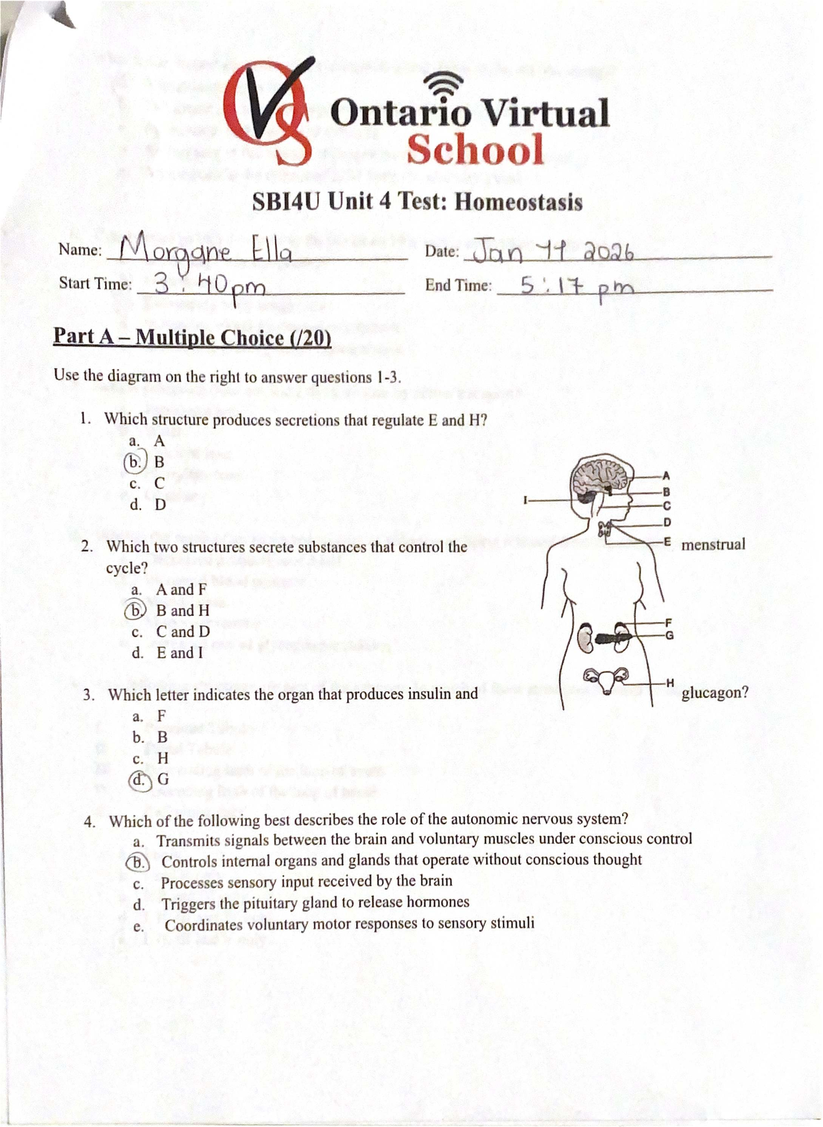 OVS SBI4U Unit 4 Test: Homeostasis Review and Answers - Studocu