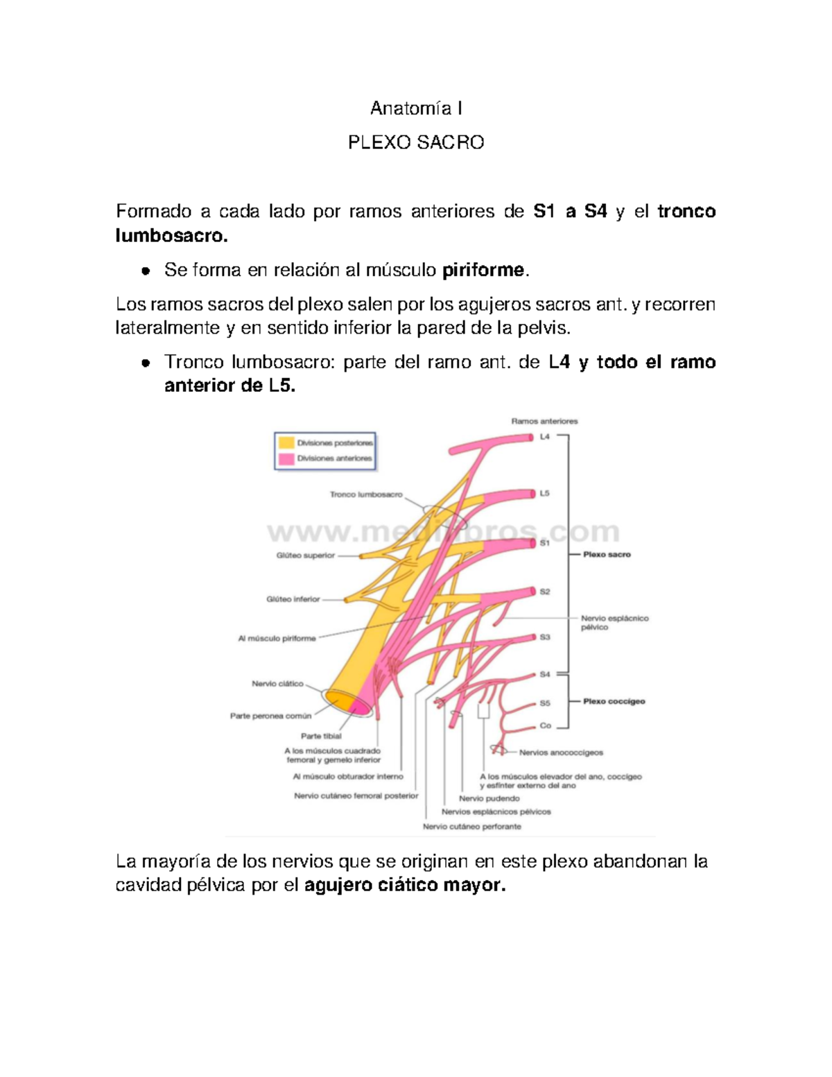 Anatomía Del Plexo Sacro Anatomía De La Anestesia Regional Funcional