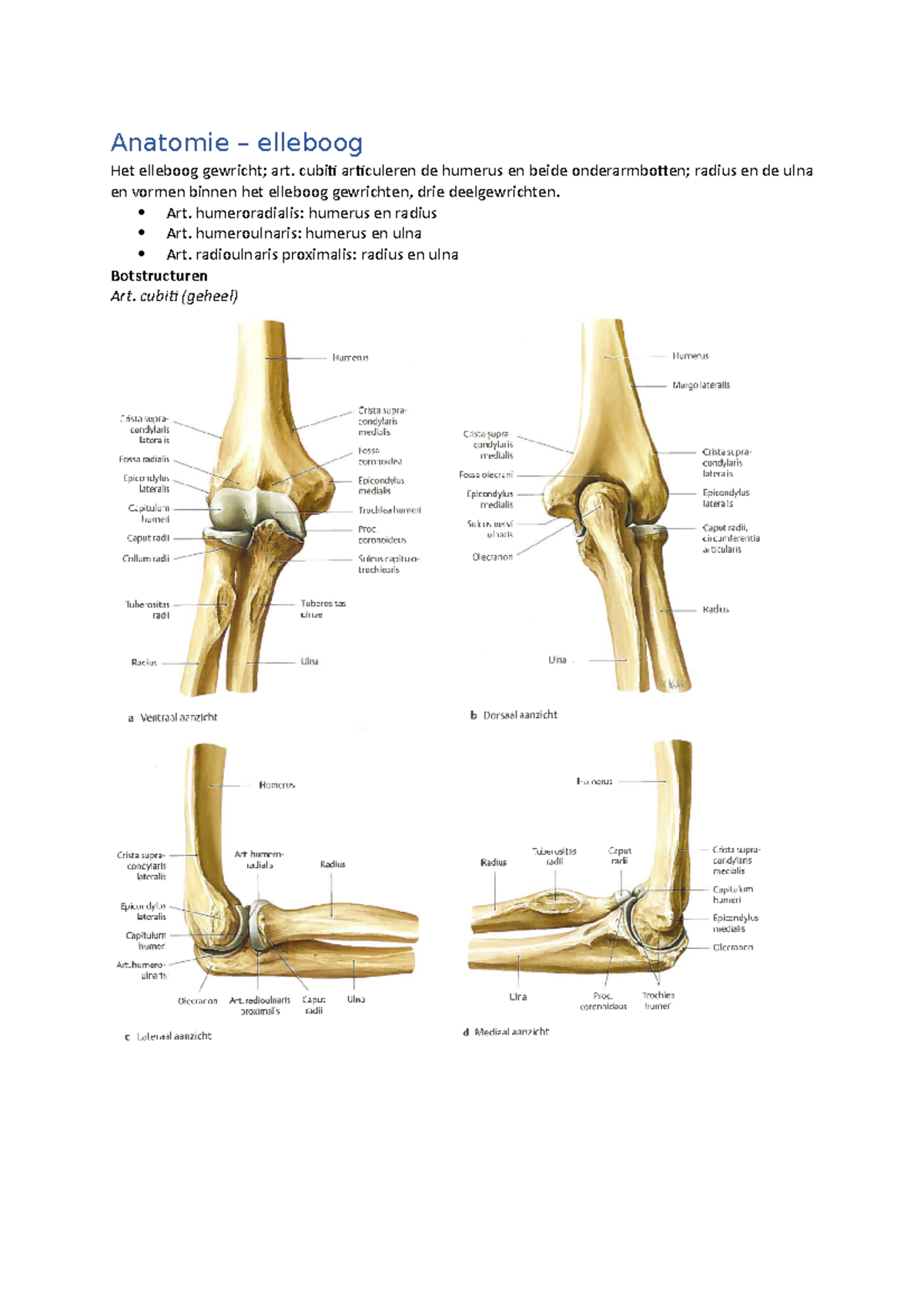 Anatomie van het Ellebooggewricht: Structuren en Functies - Studeersnel