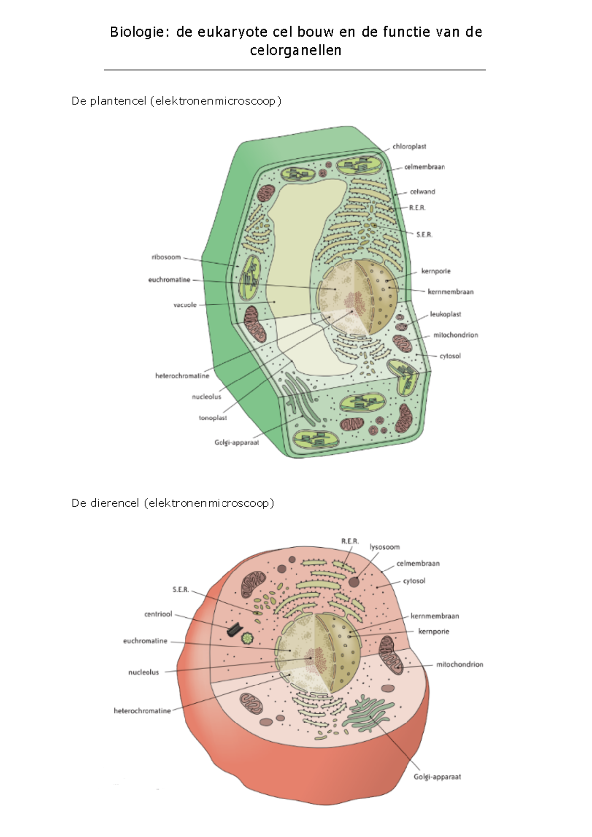 Eukaryote Celstructuur en Functie van Celorganellen in Biologie - Studocu