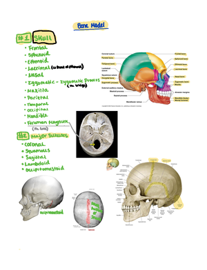 Bio Anatomy - Skeletal System Module - Lesson 8 Skeletal System ...