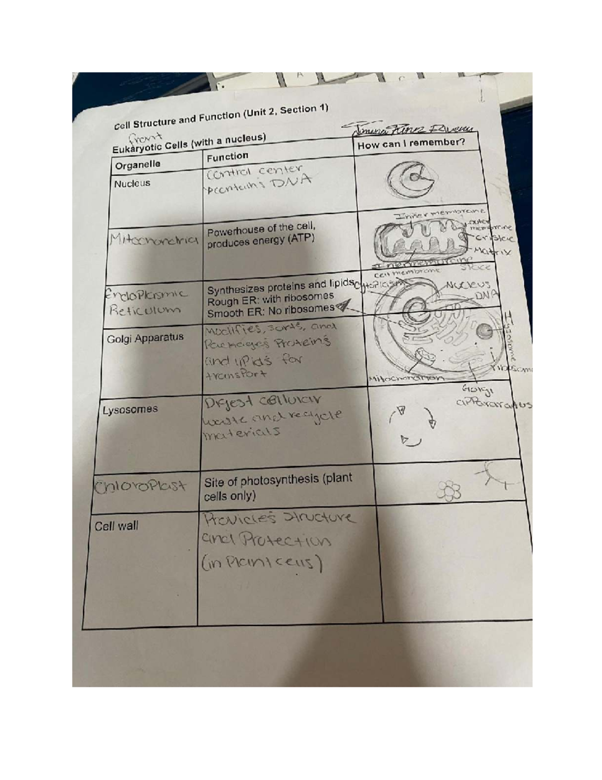 Biology Lecture Notes: Cell Structure & Function (Unit 2, Sec 1) - Studocu