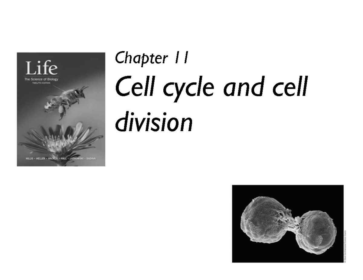 Chapter 11: Cell Cycle and Division in Eukaryotes and Prokaryotes ...