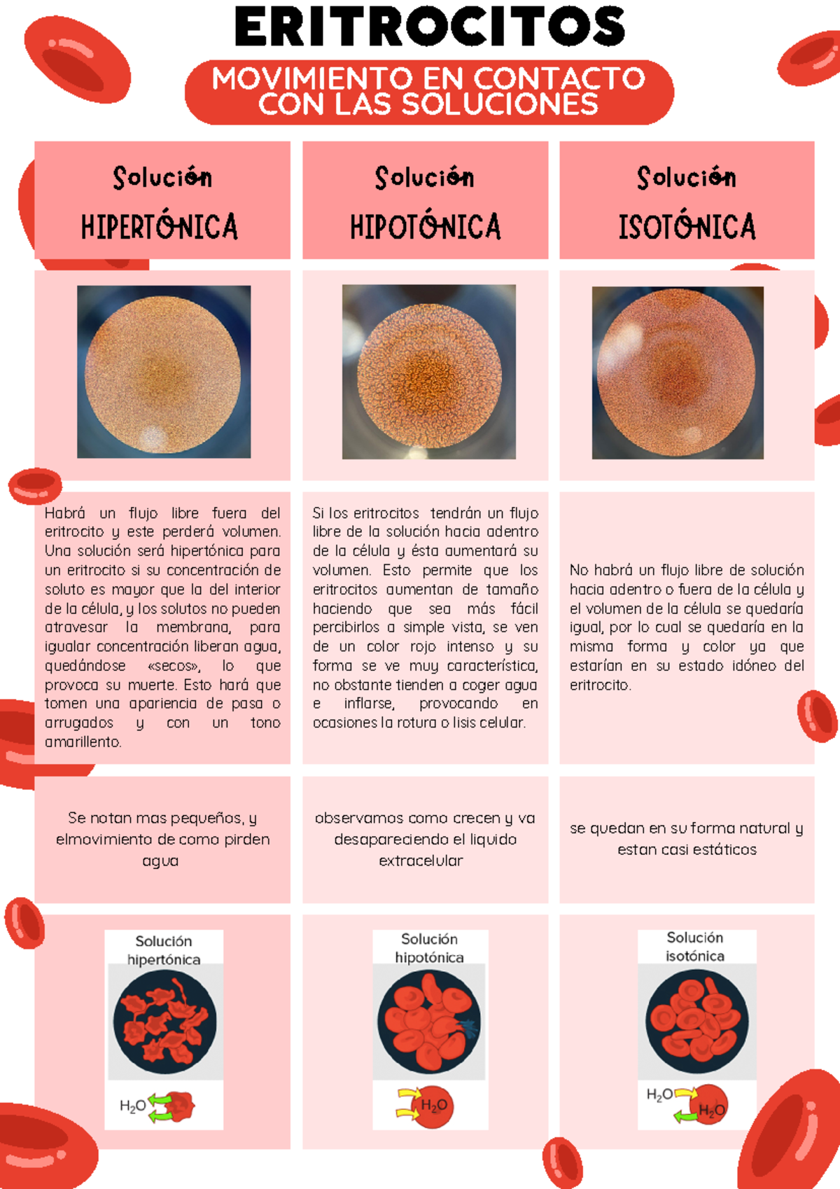 Eritrocitos y su Comportamiento en Soluciones: Hipertónica, Hipotónica ...