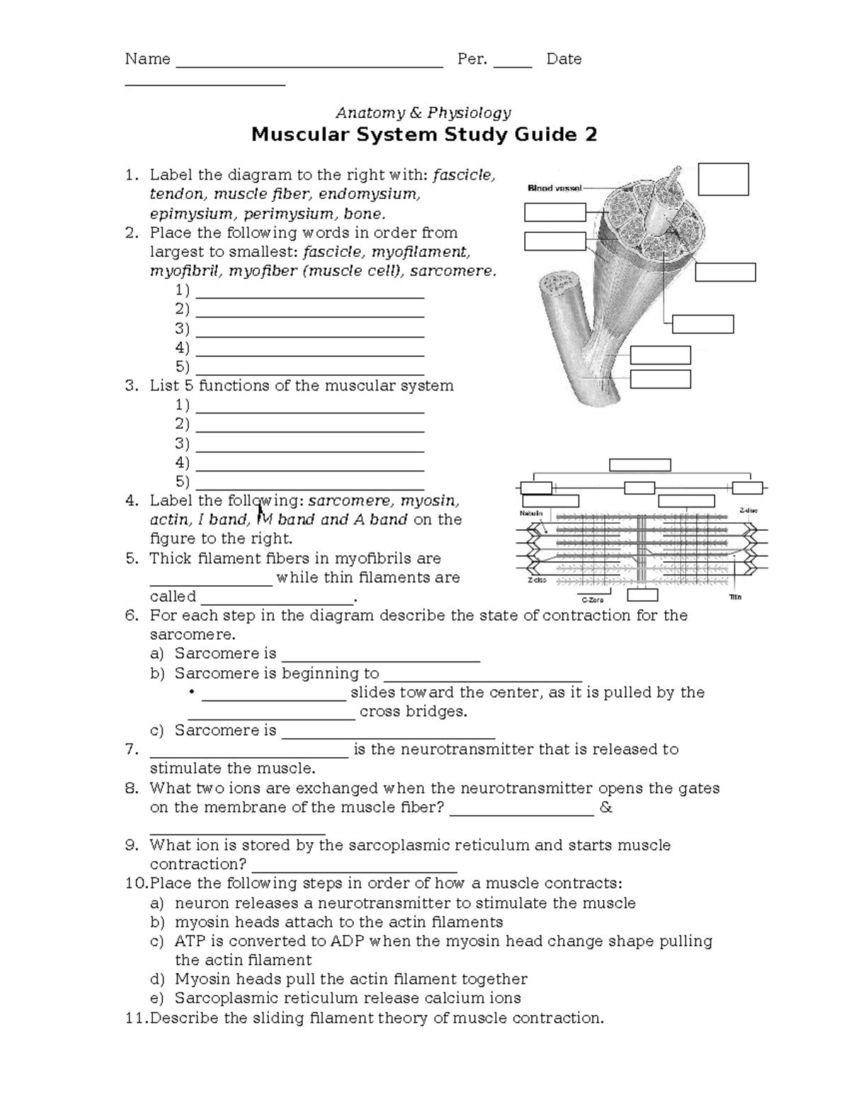 00-Muscle System Study Guide 2 2020-1 - Name ...