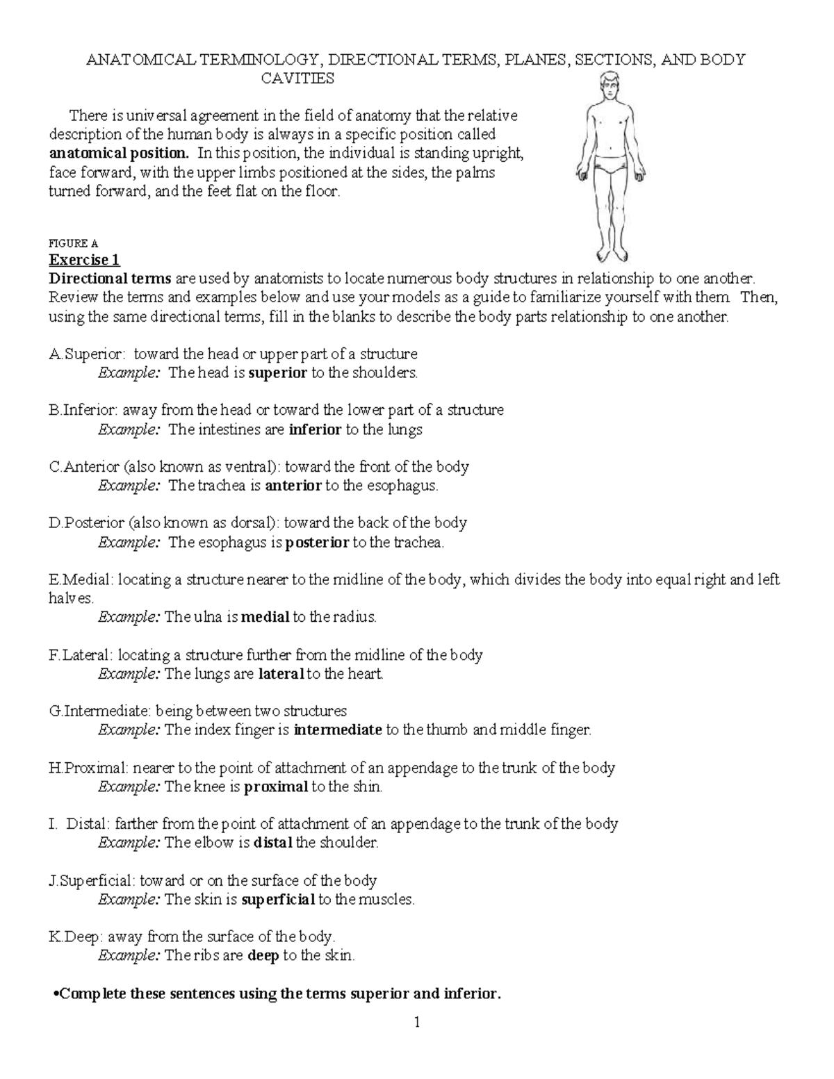 Anatomical Terminology Worksheet - ANATOMICAL TERMINOLOGY, DIRECTIONAL ...