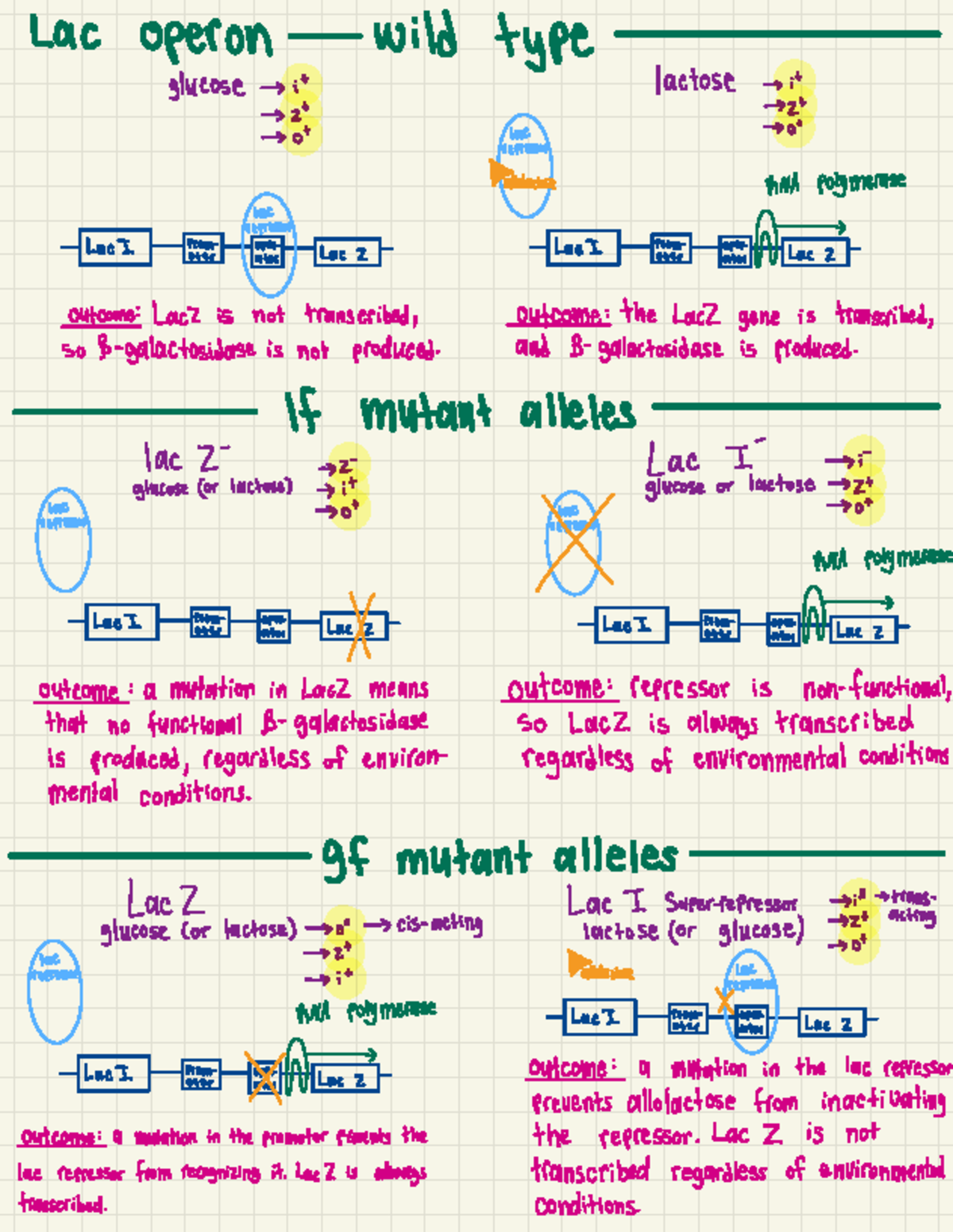 Mutations in the Lac Operon: Effects on Gene Expression - Studocu
