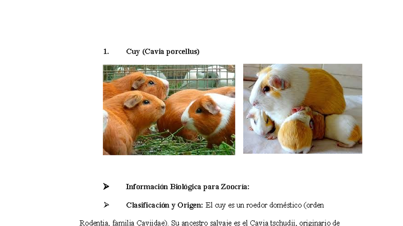 1. Información Biológica del Cuy (Cavia porcellus) para Zoocría - Studocu