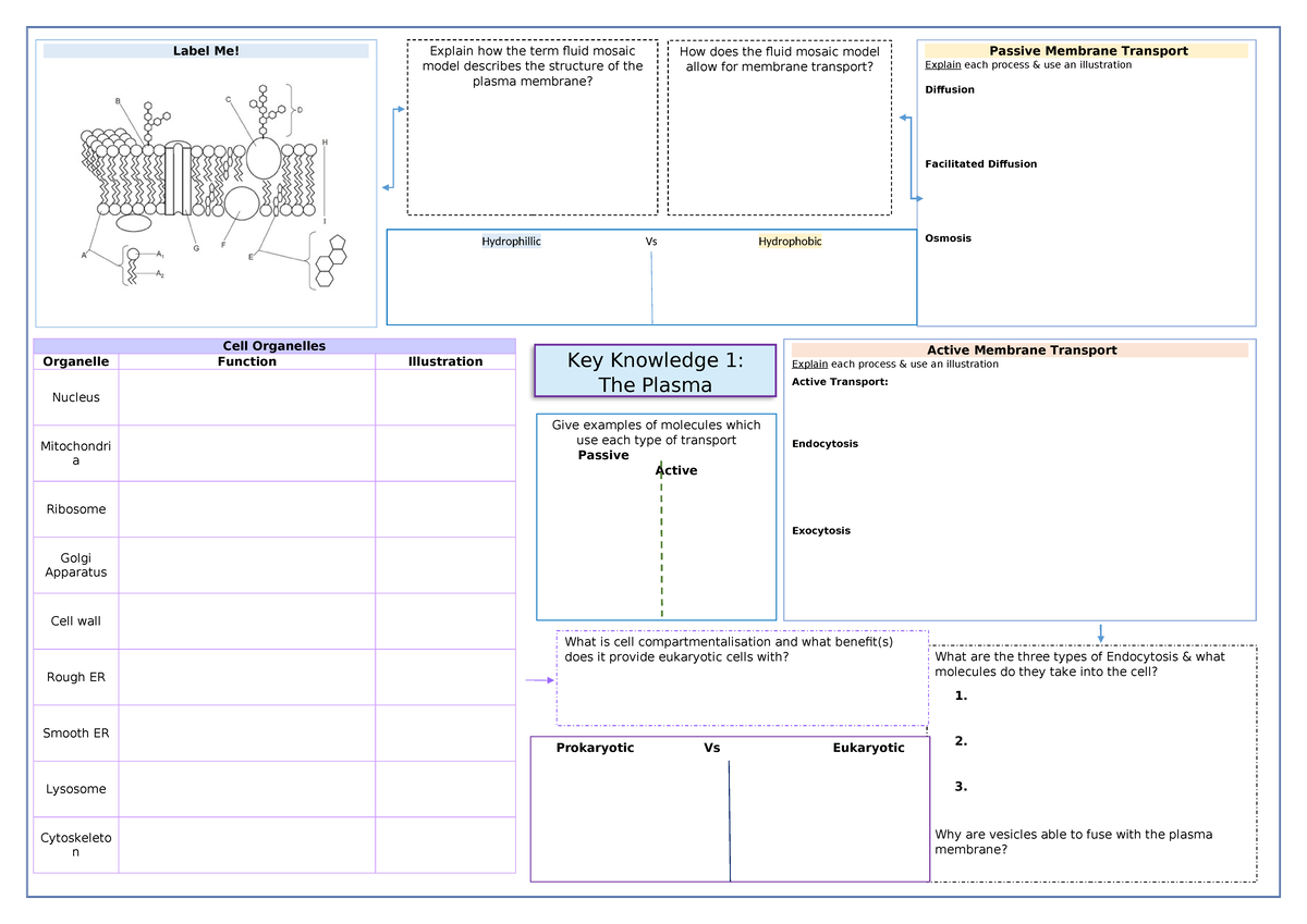 Unit 3 - Key Knowledge 1: Fluid Mosaic Model & Membrane Transport - Studocu