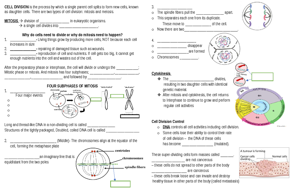 Mitosis and cell division: Understanding the process and its ...