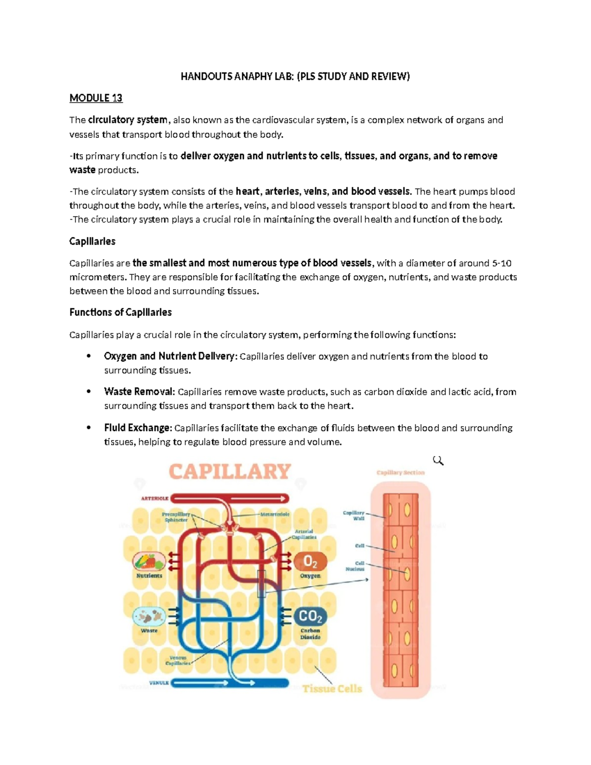 Handouts- Anaphy- Lablec - HANDOUTS ANAPHY LAB: (PLS STUDY AND REVIEW ...