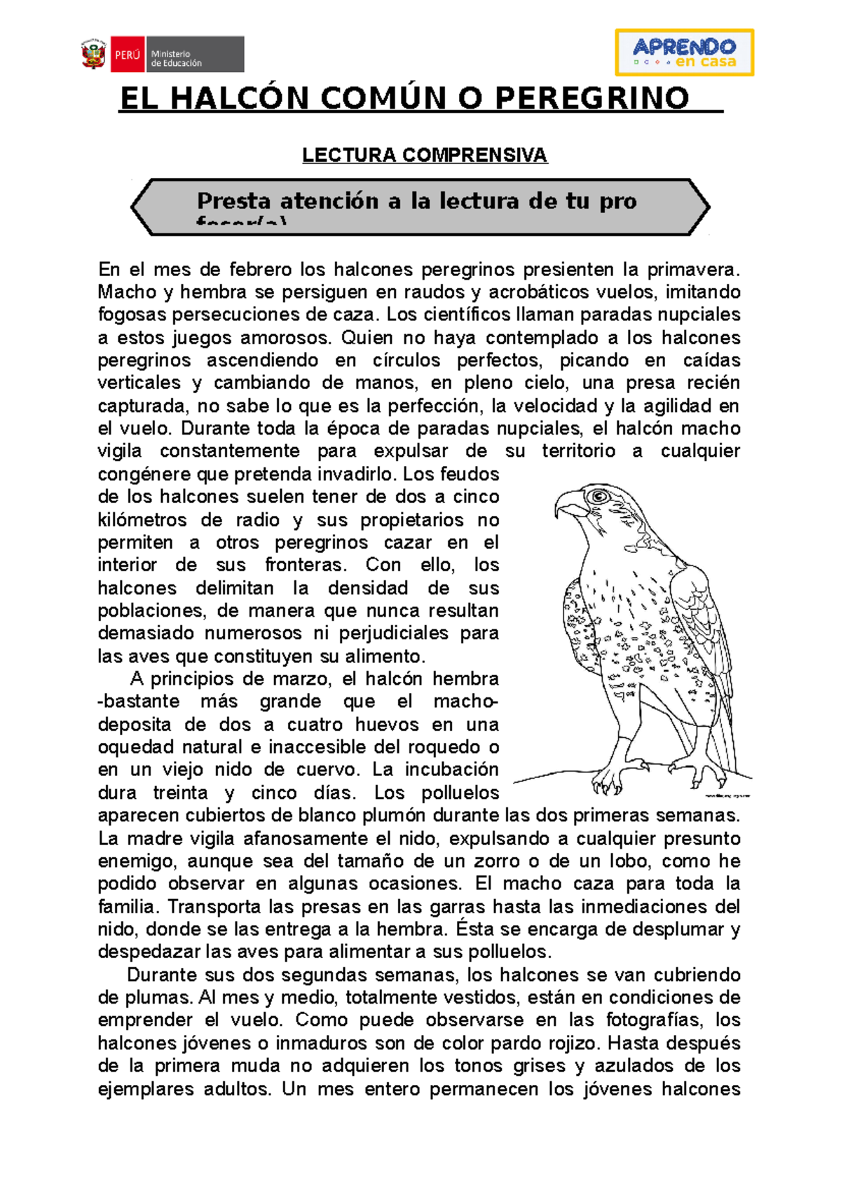 Comprensión lectora 6to C - EL HALCÓN COMÚN O PEREGRINO LECTURA COMPRENSIVA En el mes de febrero ...