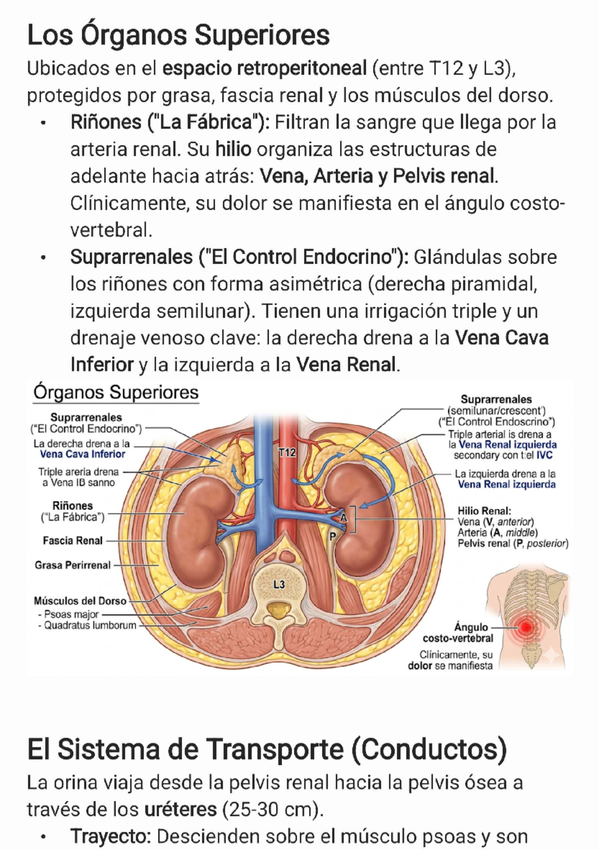 Sistema Urinario: Anatomía y Función de Órganos Retroperitoneales - Studocu