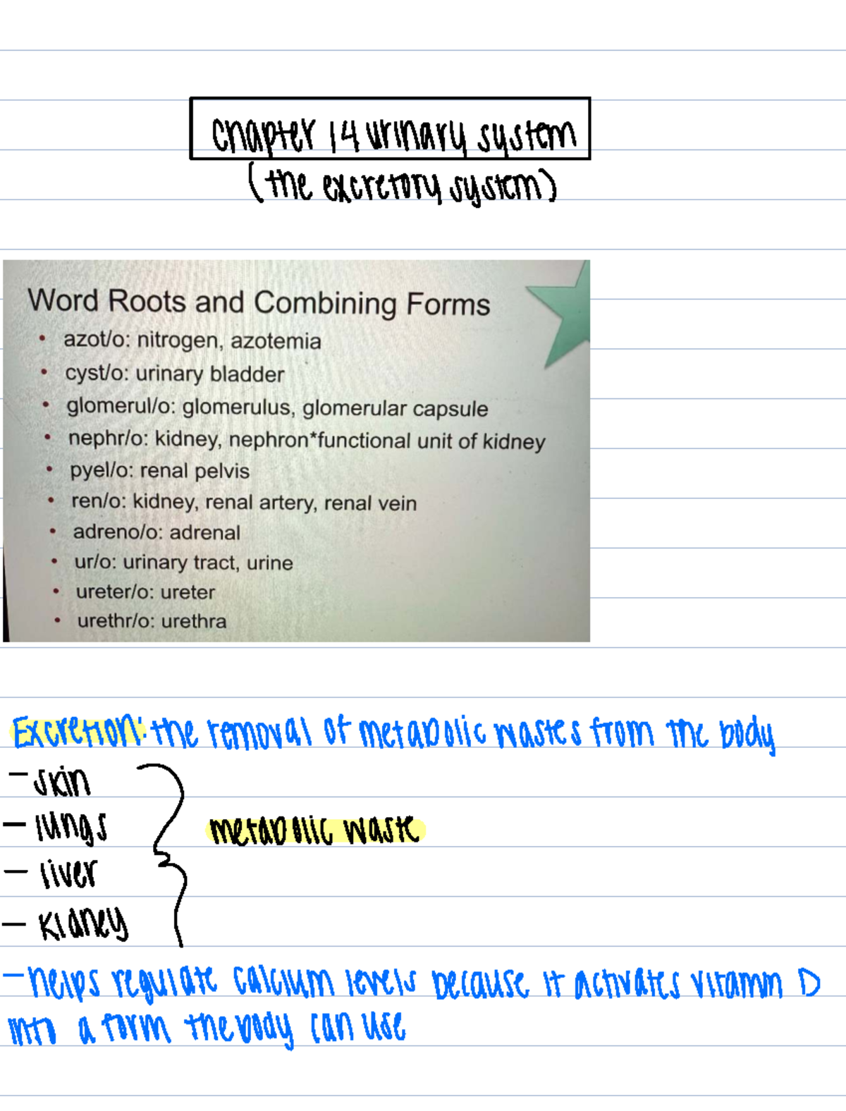 Final Exam Study Guide: Urinary System (ABC123) - Studocu