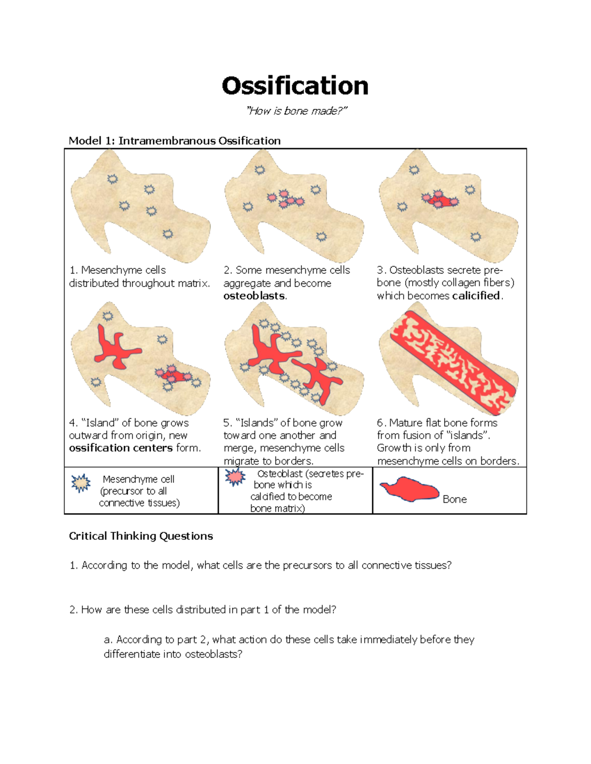 Pogil 7: Intramembranous & Endochondral Ossification Analysis (W2 ...