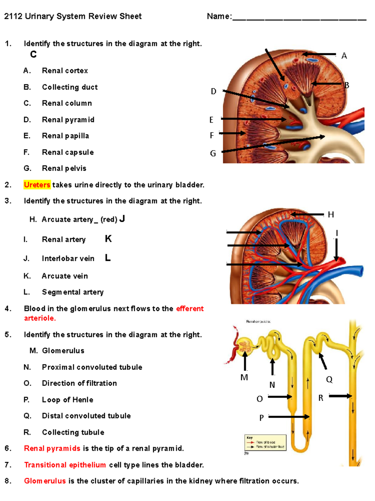 2112 Urinary System Final Review Sheet - Tamauri Wilson - Studocu