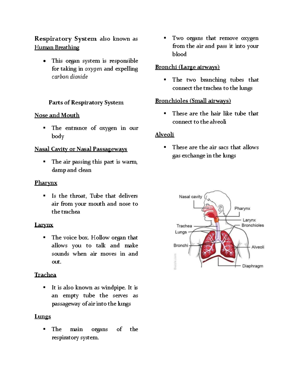 Respiratory System Parts & Functions: An Overview of Human Breathing ...