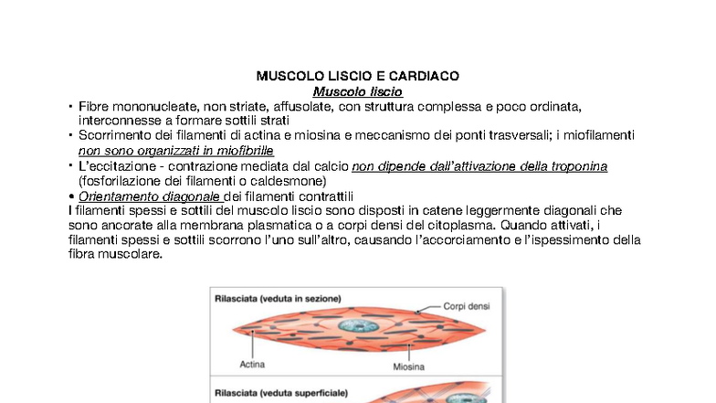 MUSCOLO LISCIO E CARDIACO: Fondamenti Morfologici e Fisiologici - Studocu