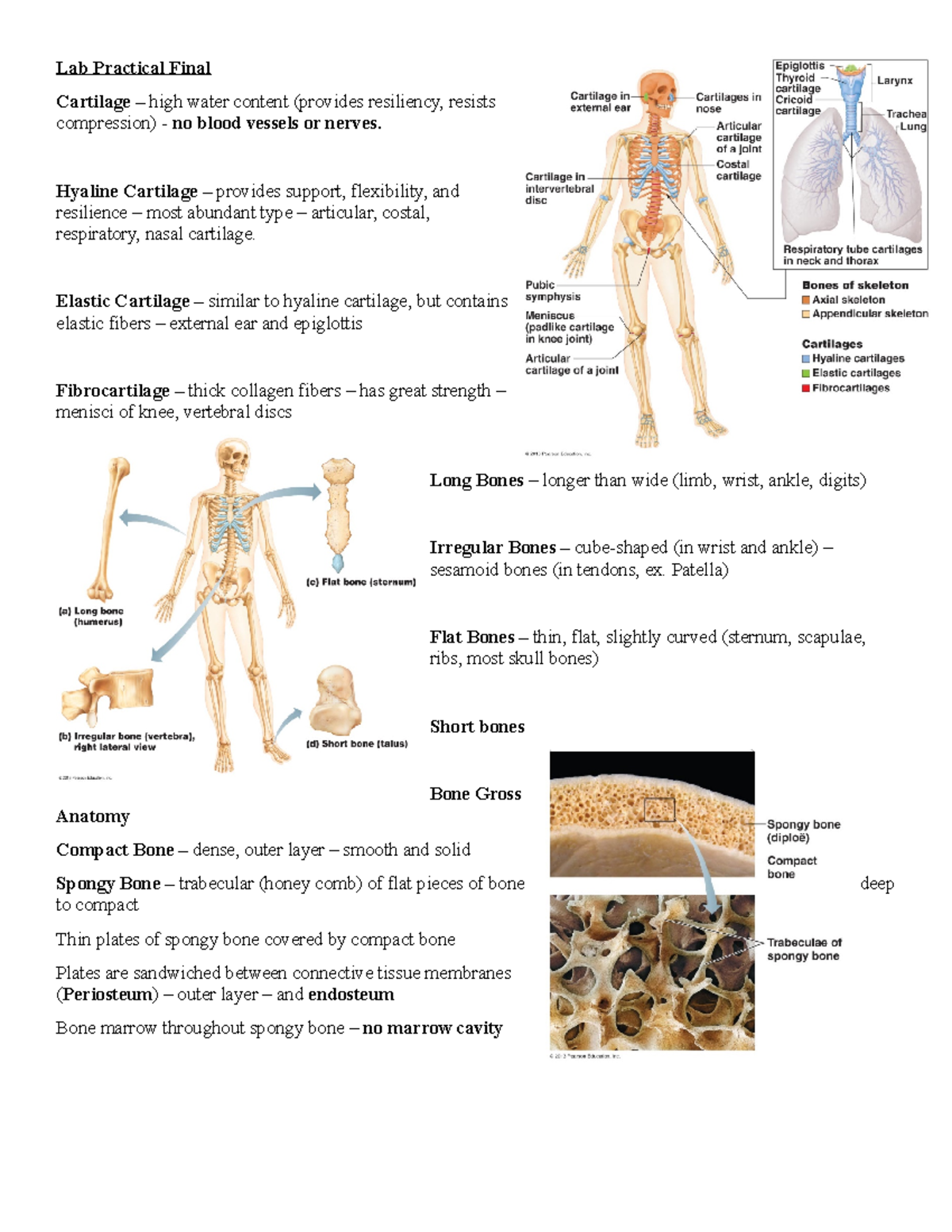 Anatomy Lab Practical Final - Lab Practical Final Cartilage – high ...