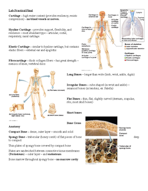 Lab Objectivesweek 7docx Exercise 11 Articulations And Body Review