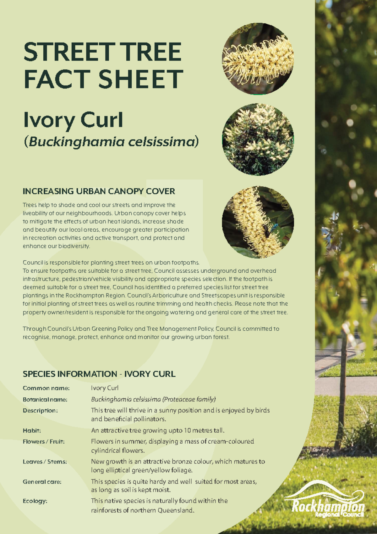 Parks Street Tree Fact Sheet: Ivory Curl (Buckinghamia celsissima ...
