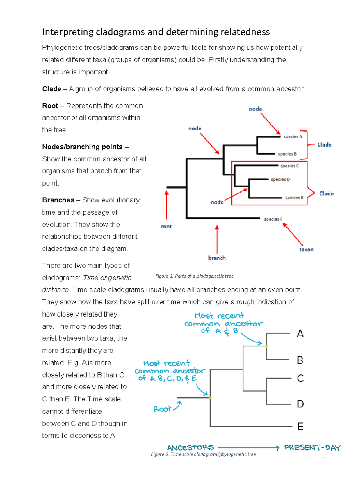 Interpreting cladograms and determining relatedness - Interpreting cladograms and determining ...