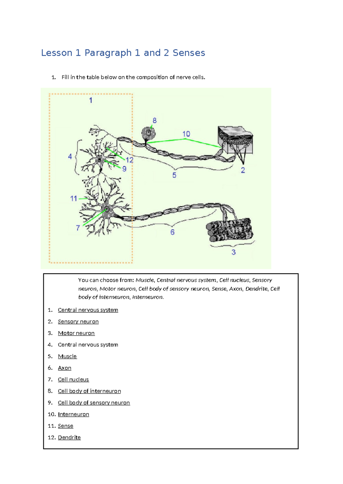 Lesson 1: Senses & Nerve Cells Exercises (BIO101) - Studeersnel