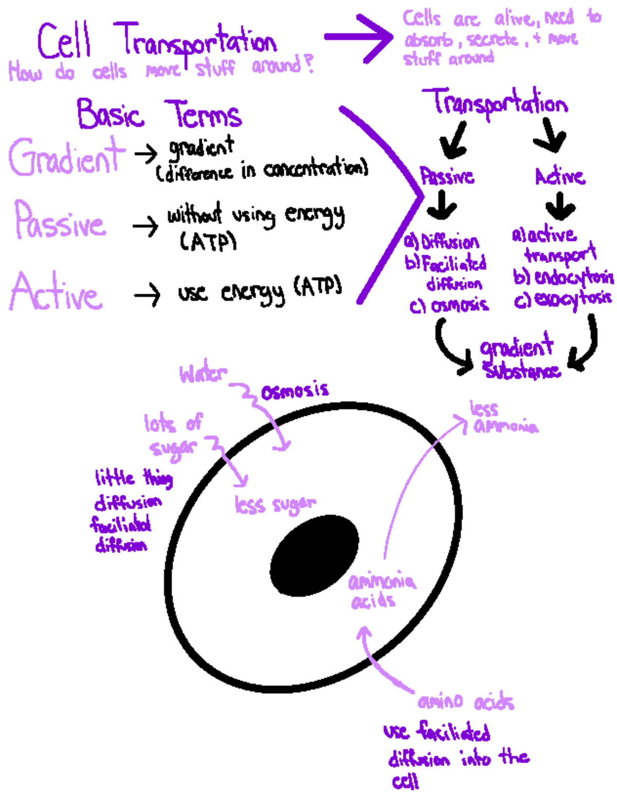 Cell transportation Biology 112 - cells are alive, need to Cell ...
