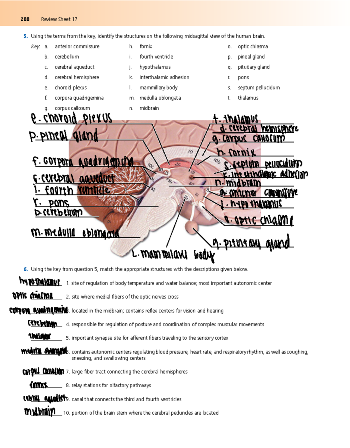 Week 4 Lab Work: Human Brain Structures Review Sheet - Studocu