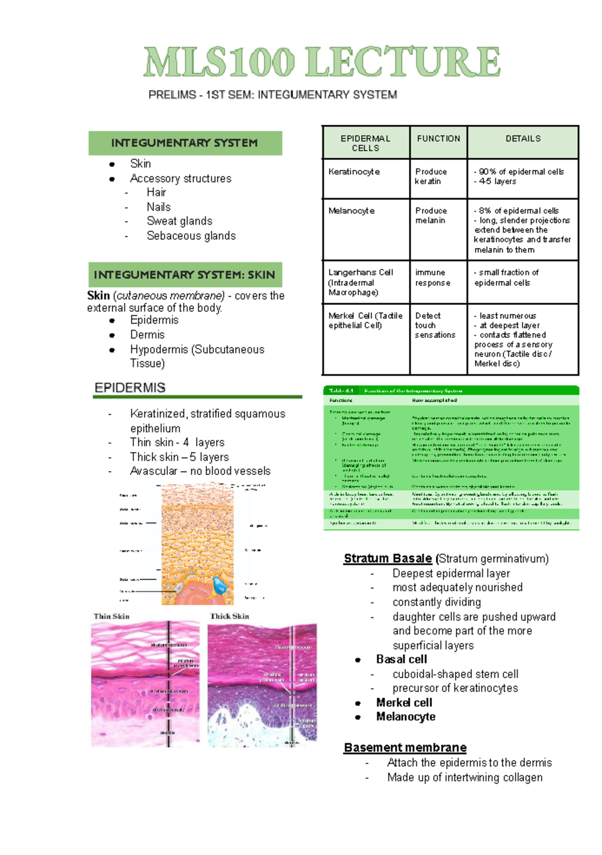 Integumentary System: Comprehensive Anatomy & Pathophysiology Notes ...