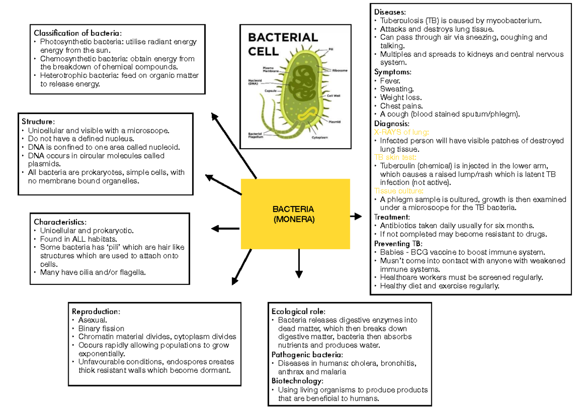 Bacteria Classification and Diseases Overview (BIO101) - Studocu