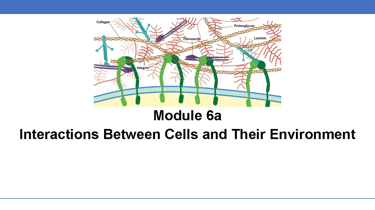 Module 6a: Overview of Extracellular Matrix Components and Functions ...