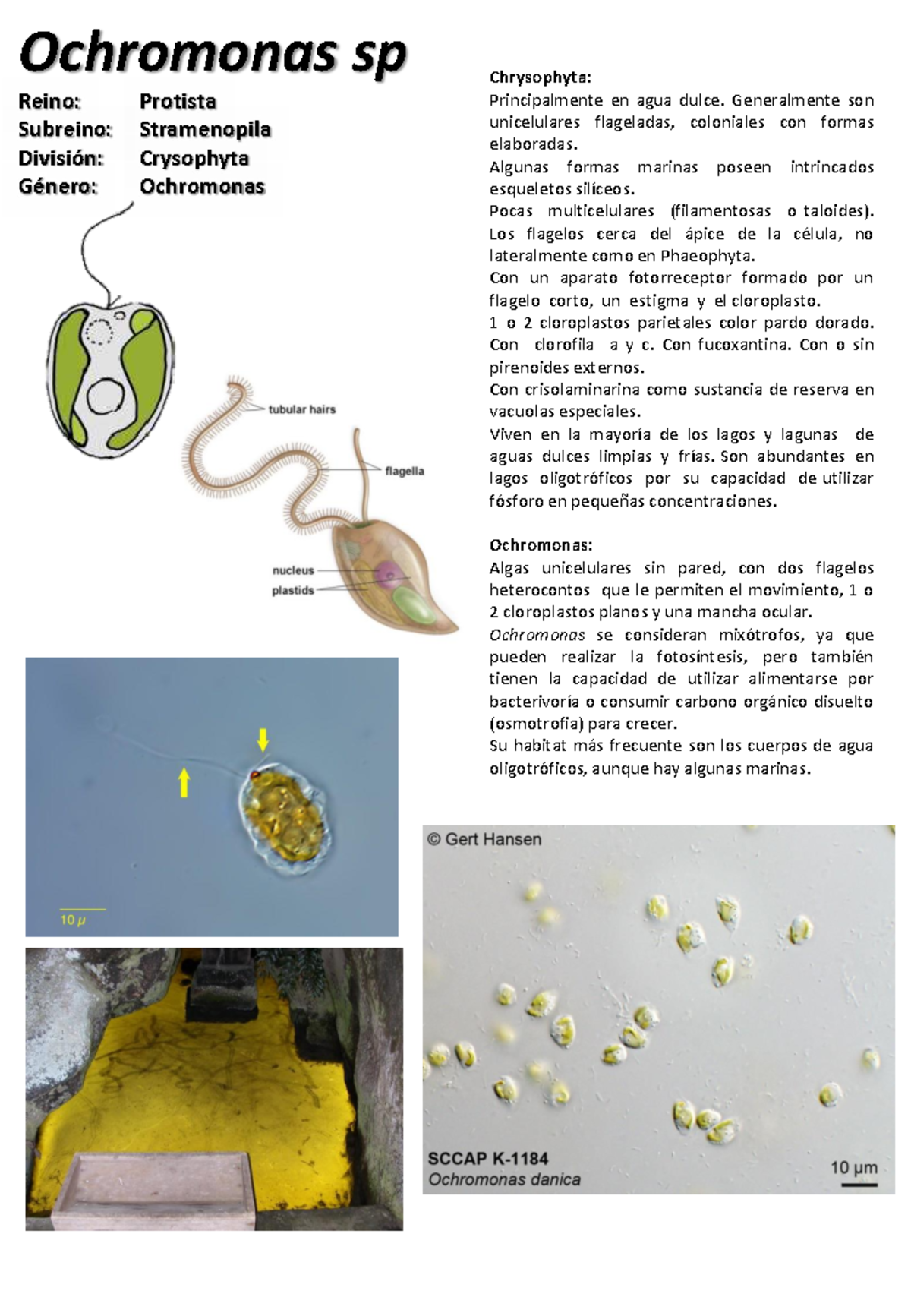 Ficha Strameno: Características de Ochromonas y Saprolegnia en Protista ...