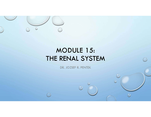 Comprehensive Guide to the Renal System: Functions & Mechanisms - Studocu