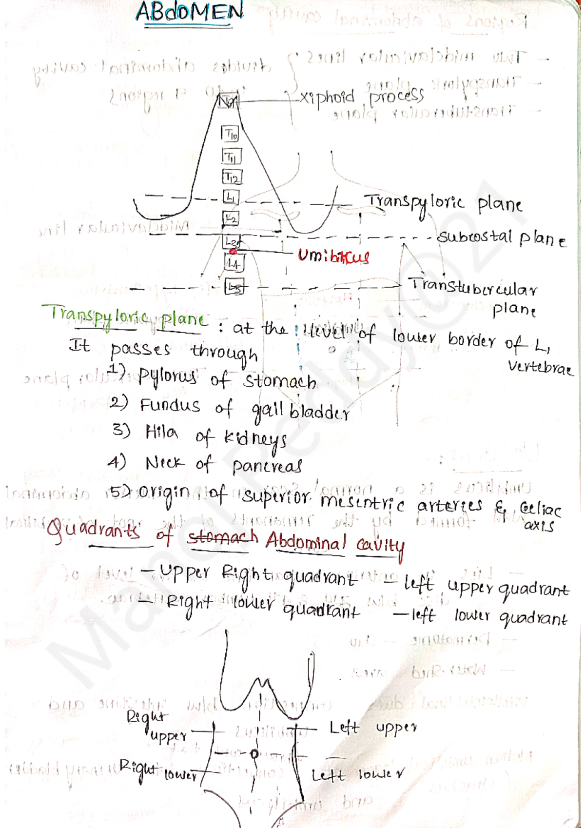Abdomen Anatomy Overview: Key Concepts and Structures (ABdoMEN 2008 ...