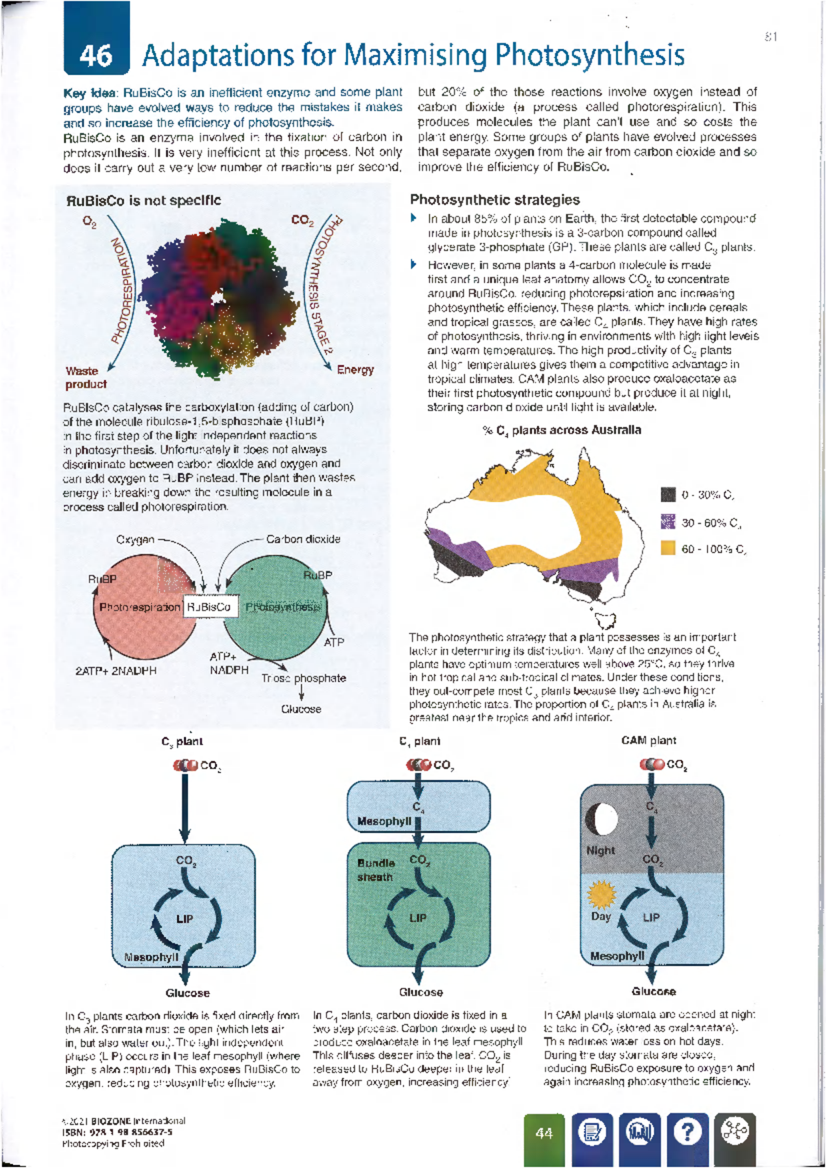 Adaptations for Maximizing Photosynthesis: C3, C4, and CAM Plants - Studocu