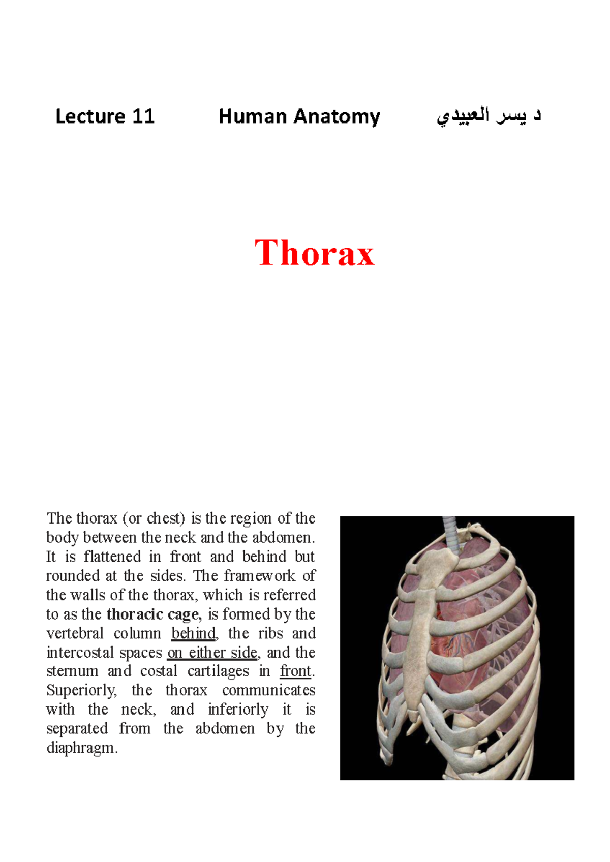 Anatomy Lecture 11: The Thorax and Diaphragm Structure & Function - Studocu