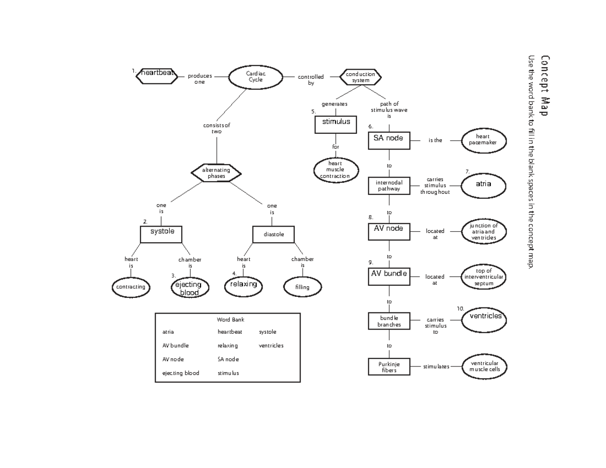 AP2 Chapter 2 - Concept map on cardiac cycle and conduction system ...