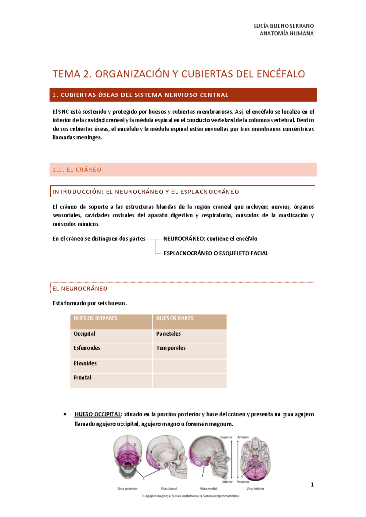 TEMA 2. Organización Y Cubiertas DEL Encéfalo - ANATOMÍA HUMANA TEMA 2 ...