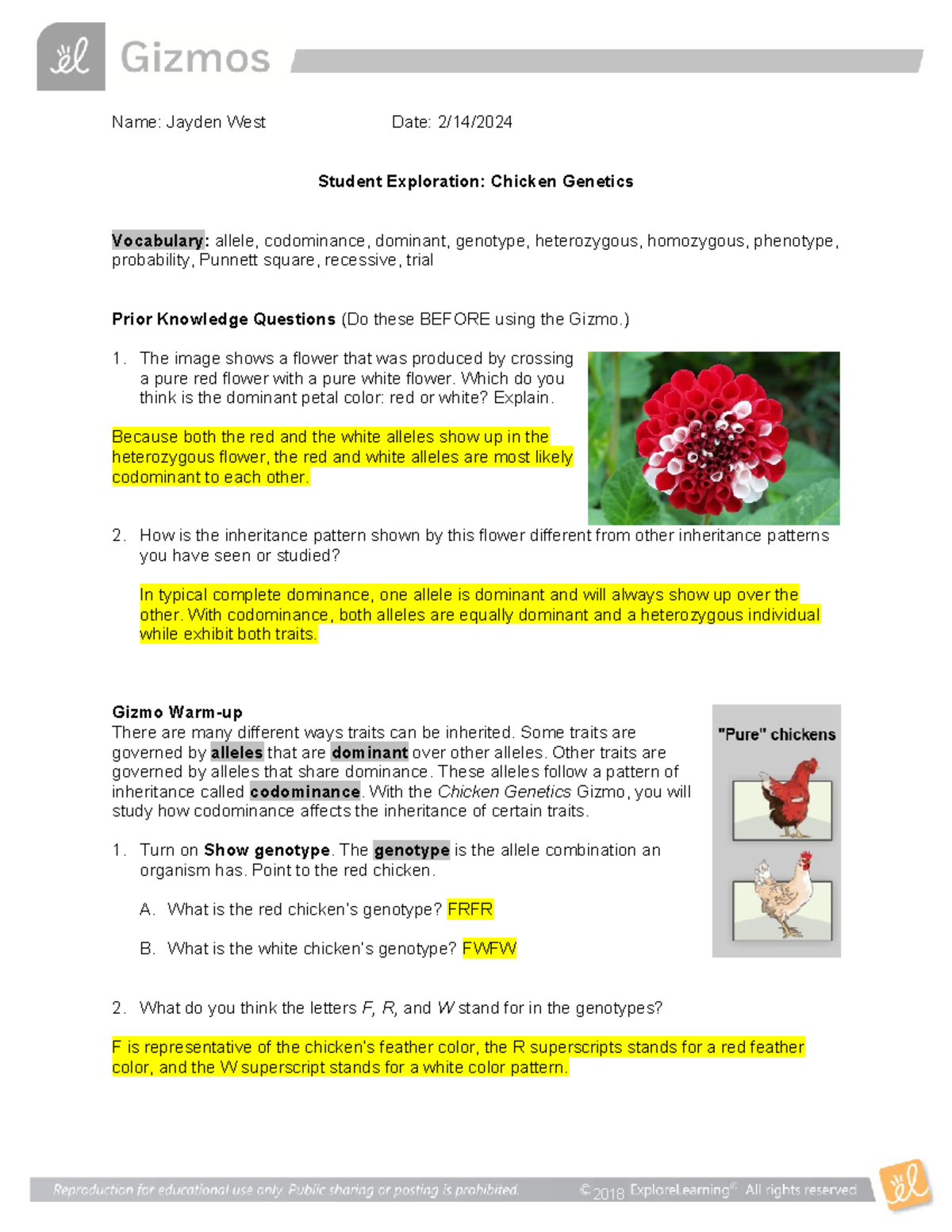 Chicken Genetics Exploration: Understanding Codominance in Traits - Studocu
