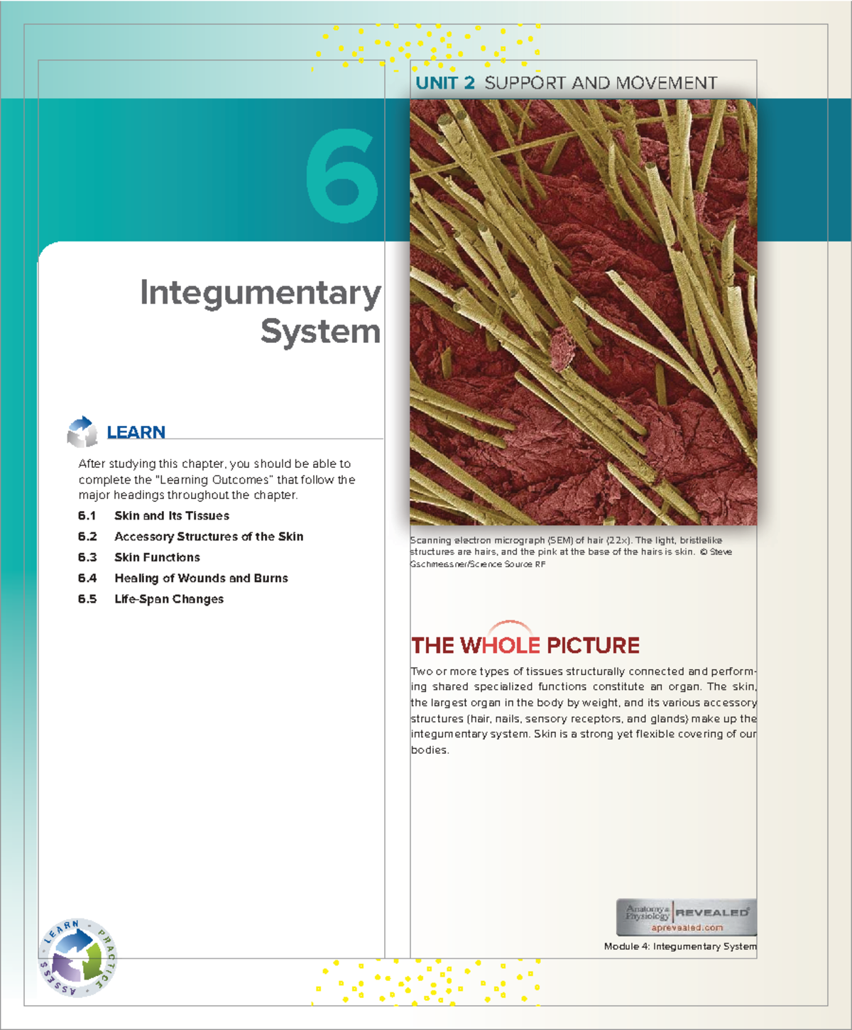 Integumentary System Overview: Functions, Healing, and Aging Effects ...