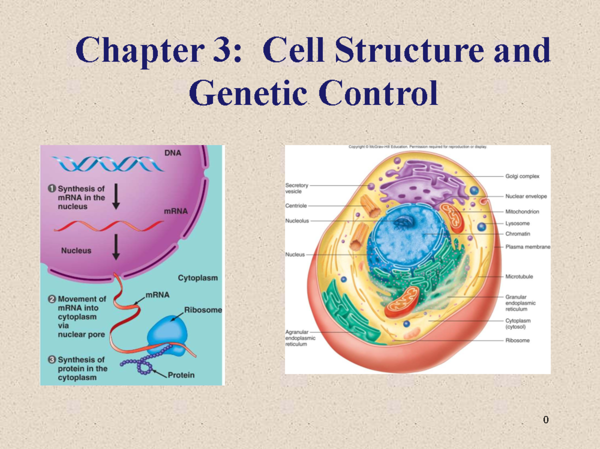 Chapter 3: Cell Structure & Genetic Control Study Guide (BIO101) - Studocu