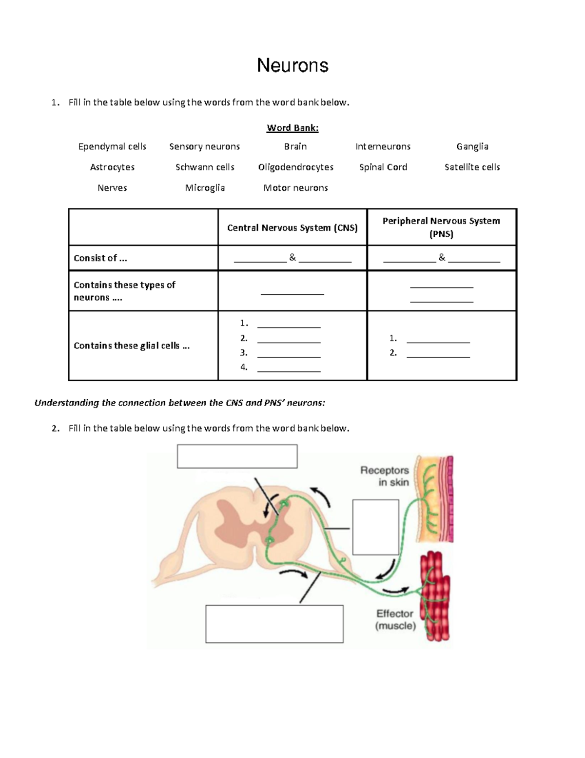 Nervous System Worksheets: Comprehensive Overview and Activities - Studocu