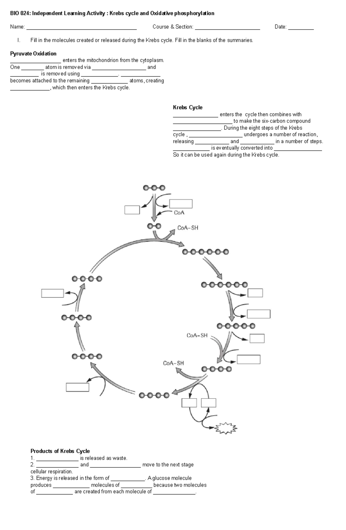 BIO 024: Independent Learning Activity on Krebs Cycle & Oxidative - Studocu